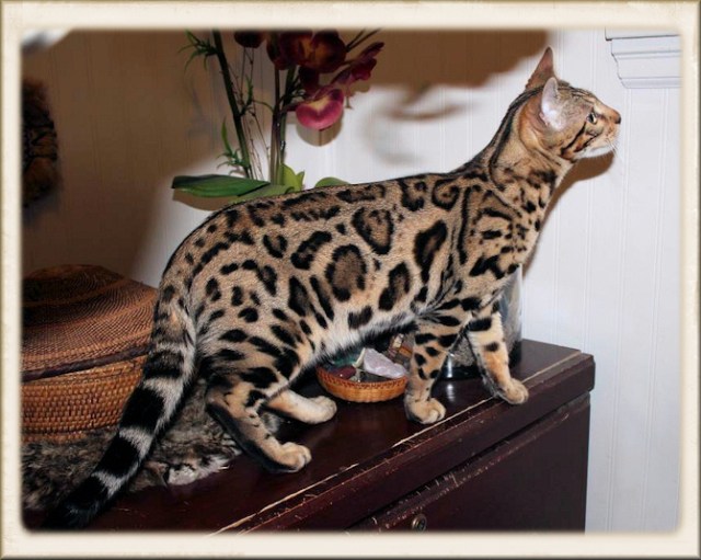 Amantra Bengals | Beautiful Bengals in Texas