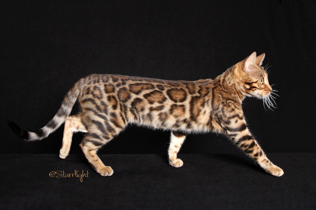 Amantra Bengals | Beautiful Bengals in Texas