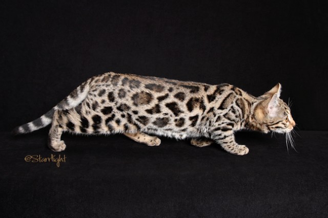 Amantra Bengals | Beautiful Bengals in Texas